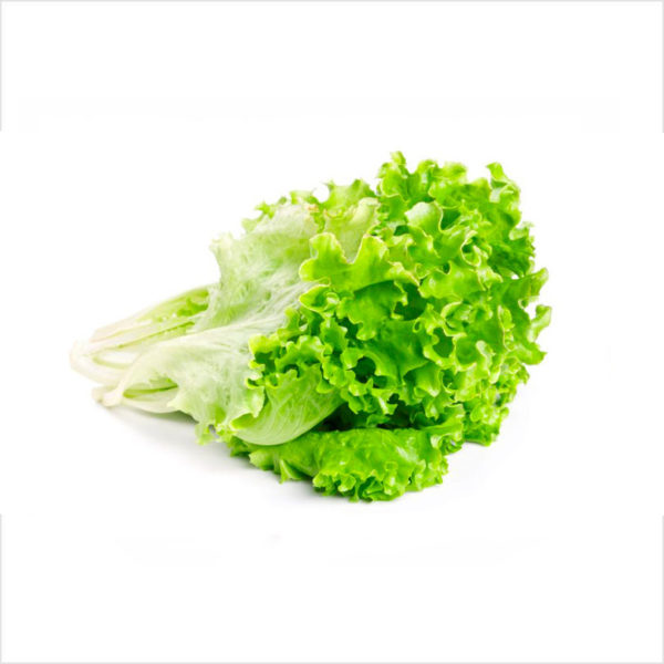 Lechuga criolla – Mercado Prolos